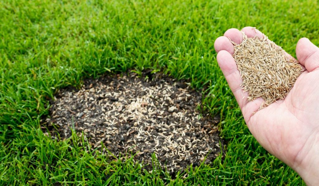 Best Time To Repair Your Lawn: The Ultimate Guide – Best Home Fixer