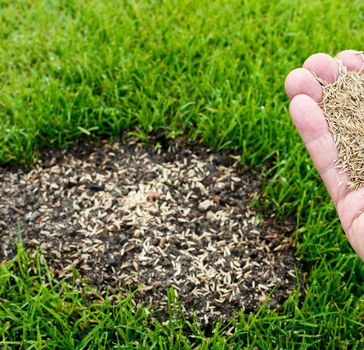 Best Time To Repair Your Lawn: The Ultimate Guide – Best Home Fixer