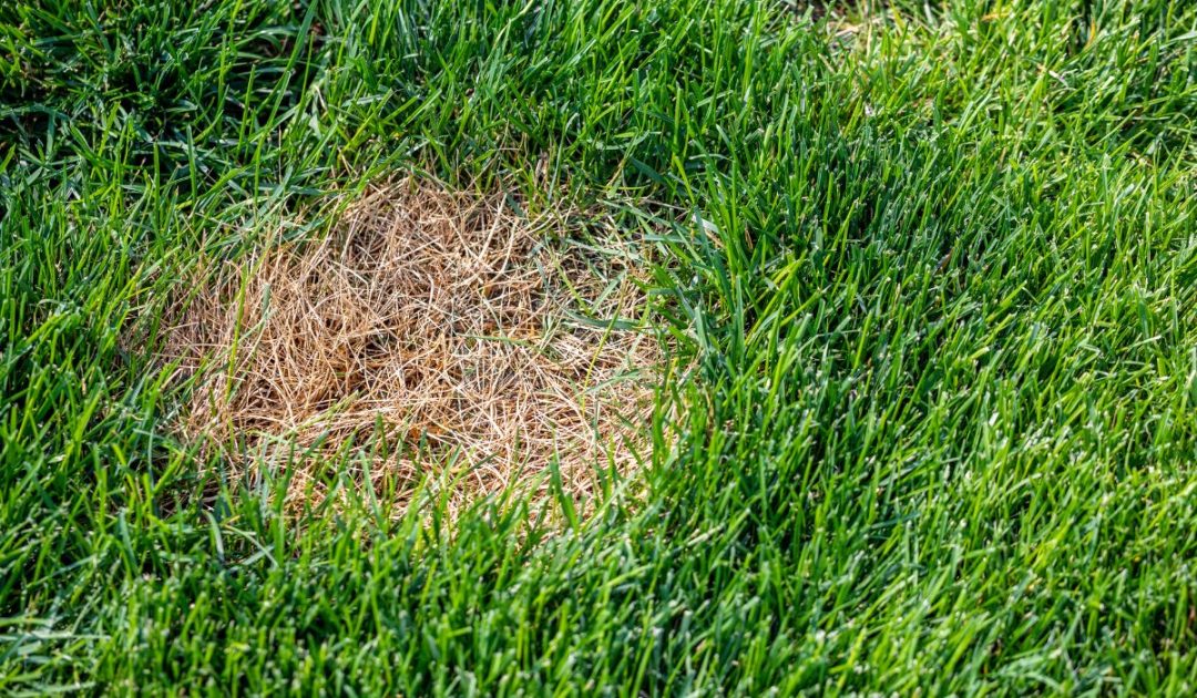 Best Time To Repair Your Lawn: The Ultimate Guide – Best Home Fixer