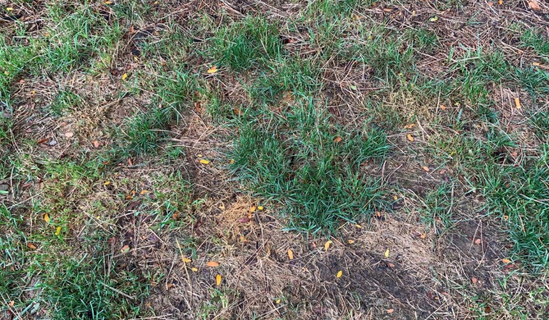 Best Way To Level A Lawn: Full How-To Guide – Best Home Fixer