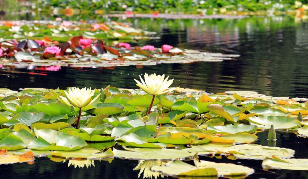 10 Stunning Ways to Turn an Old Pond into Something Amazing! – Best ...