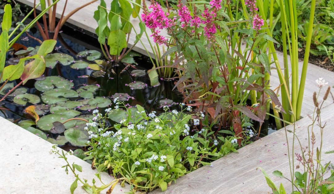 10 Stunning Ways to Turn an Old Pond into Something Amazing! – Best ...